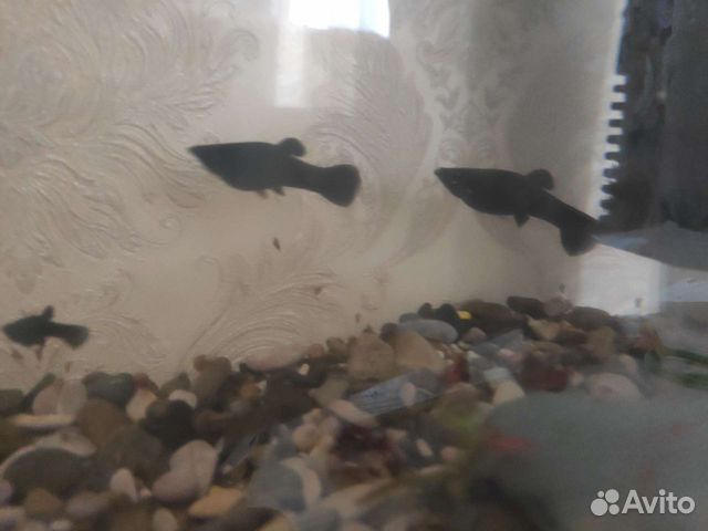 Молинезии обмен