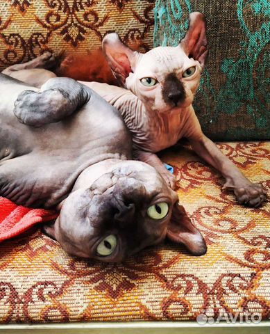 Канадский сфинкс