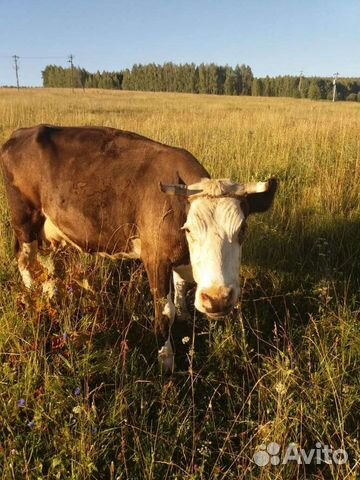 Корова дойная