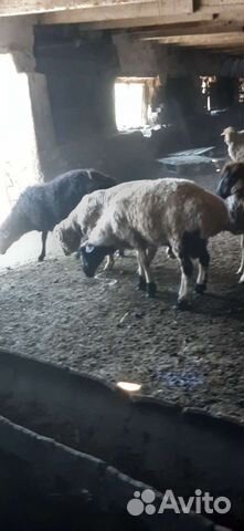 Овцы бараны