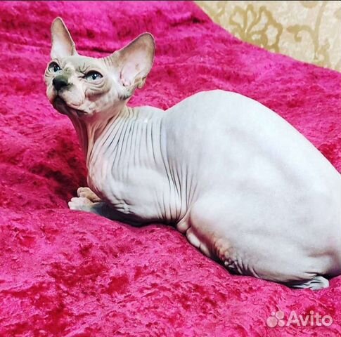 Милая девочка Ася