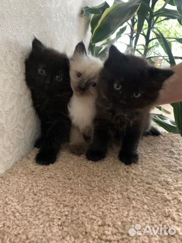 Котята в добрые руки