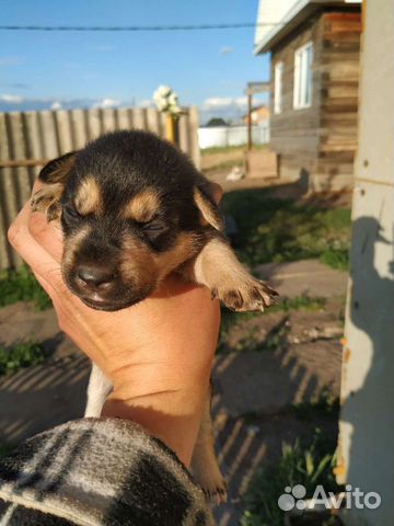 Собака в добрые руки щенки