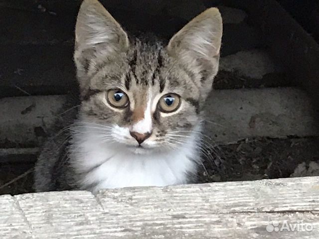 Котята в добрые руки мальчики