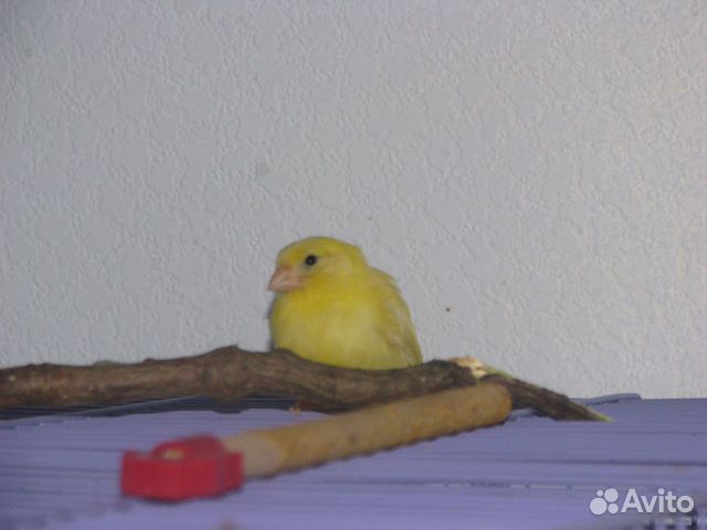 Продаю канареек