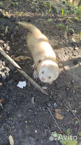 Вязка хорька