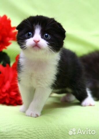 Марио котик