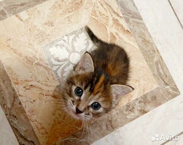 Котенок кнопик ищет дом