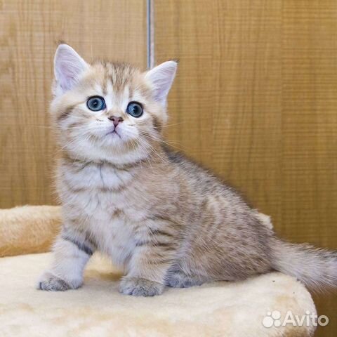 Мальчик скоттиш страйт, золотой пятнистый