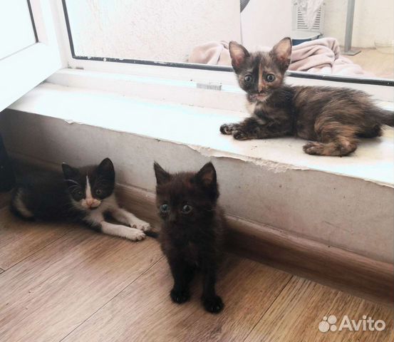 Брошенные котята гладкошерстные, бесплатно