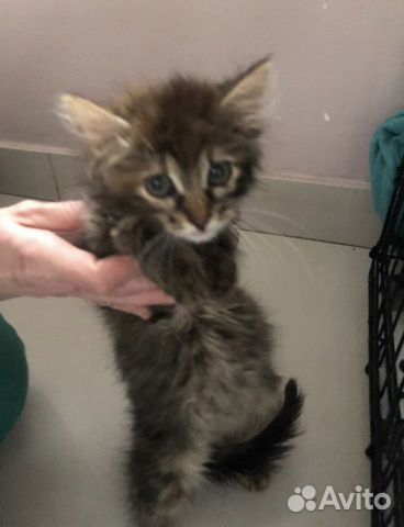 Котятам пушистикам нужен дом