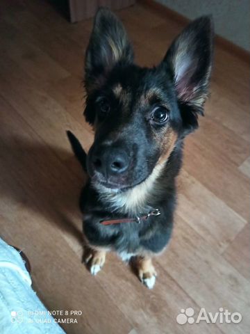 Щенок в добрые руки