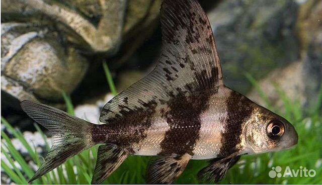 Рыбка Чукучан парусник или миксоципринус