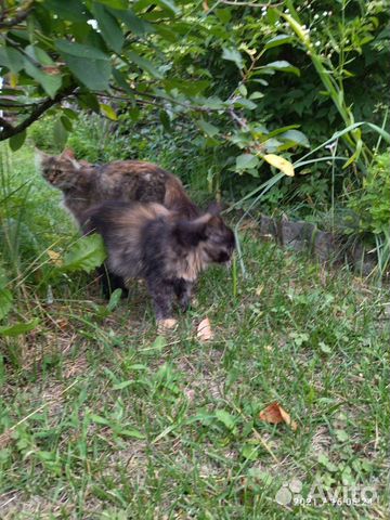 Котенок, Пиратка