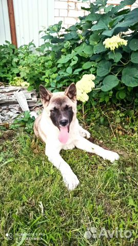 Американка