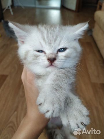 Британский котенок