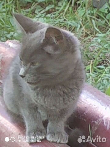 Кошка в дар