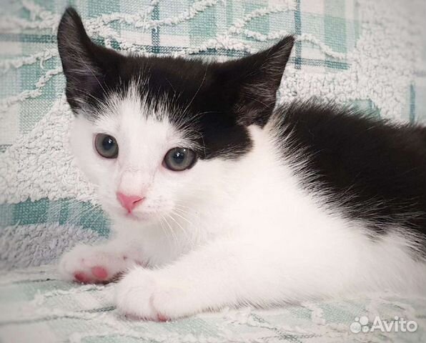 Пушистая радость