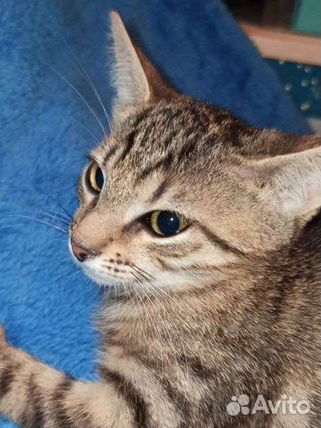 Котёнок полосатый Европейская