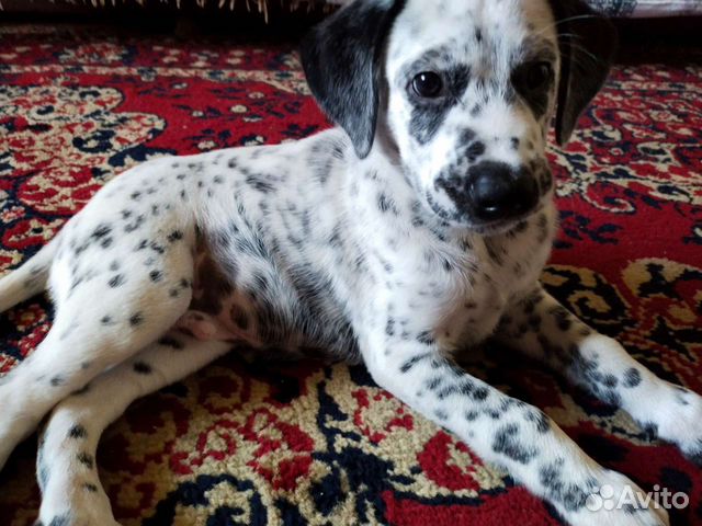 Далматинец щенок
