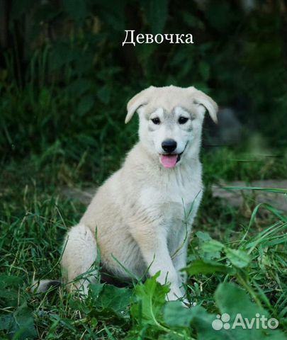 Щенки и собака ищут дом