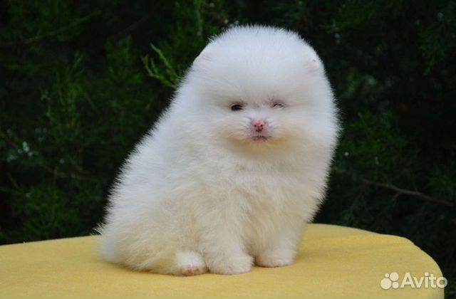 Померанский шпиц