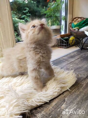 Сибирские котята в добрые руки