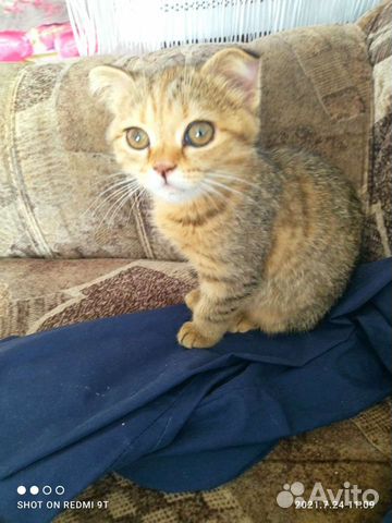 Британская вислоухая кошка