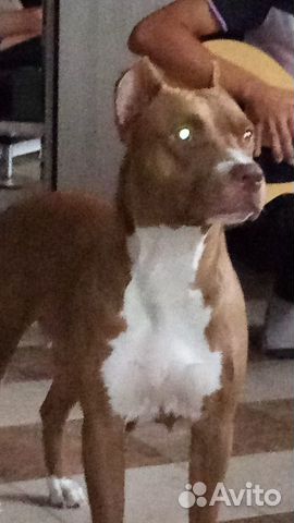 Стафарширский терьер