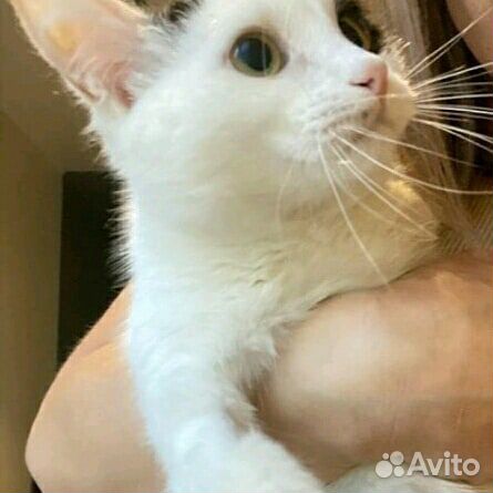 Кошечка Снежка