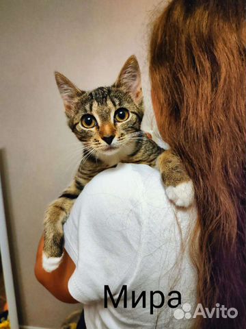 Котенок в дар