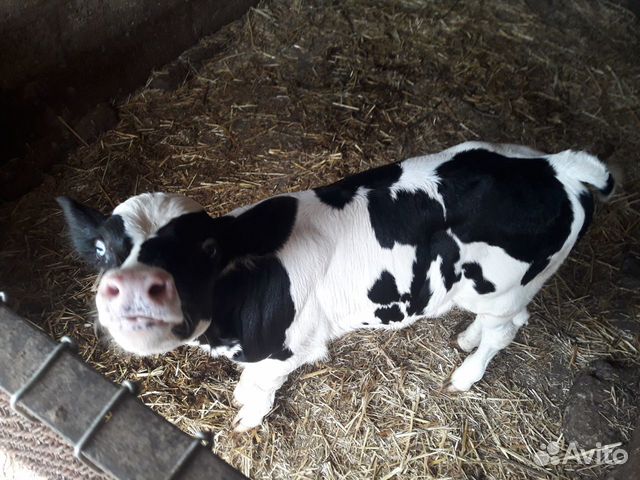 Бычок Голштин