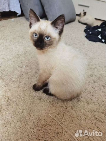 Сиамские котята