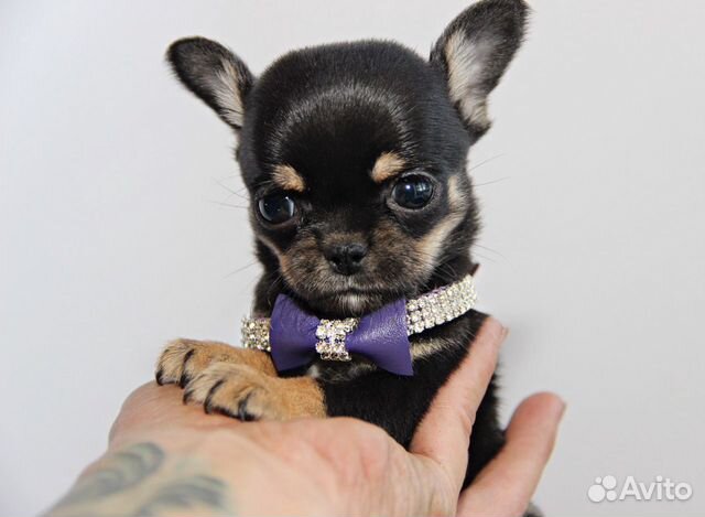 Смородинка