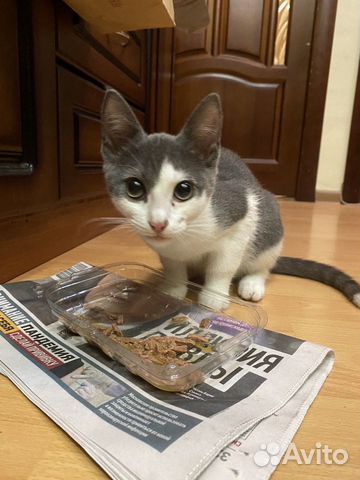 Найден котенок (Мальчик)