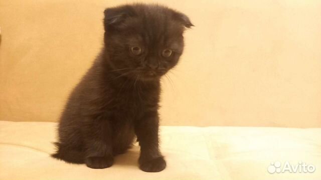 Британские котята