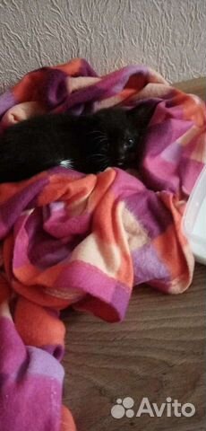 Черный котенок бесплатно