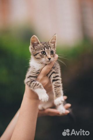 Котенок девочка Марфуша