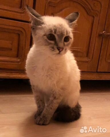 Тайский котёнок