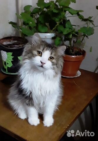 Котик в добрые руки