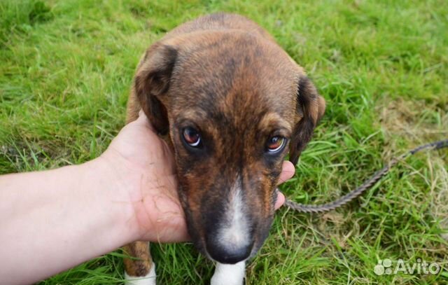 Фредди - щенок