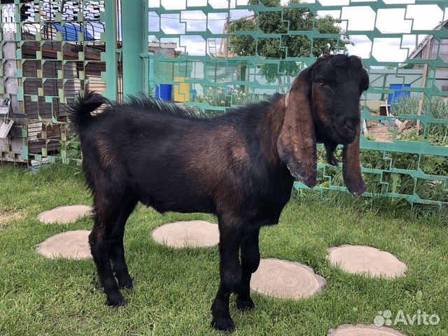 Козел битал