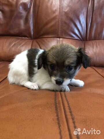 Продаются очаровательные щенята