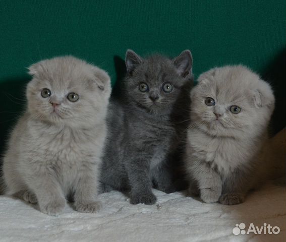 Лиловые вислоухие котята