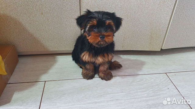 Йоркширский терьер мини щенки