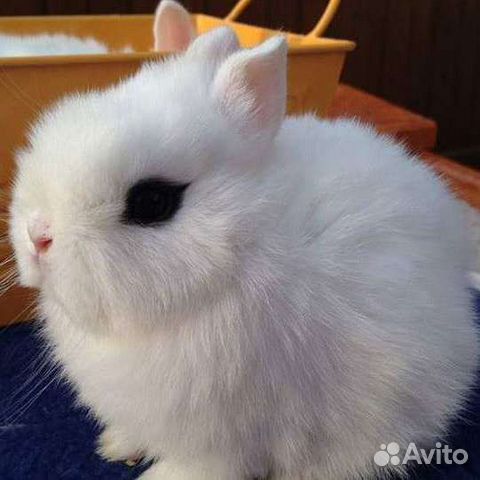 Карликовые кролики