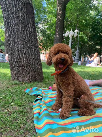 Случка мальтипу