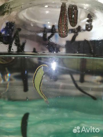 Пиявка, пиявки медицинские