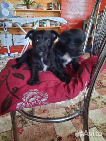 Щенки китайской хохлатой пуховки