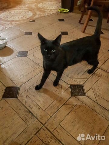 Шикарная пантера чаузи ф2. Внучка камышовой рыси